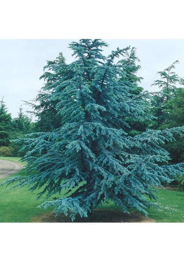 Himalaya Sediri 70-80cm Fiyatları ve Özellikleri