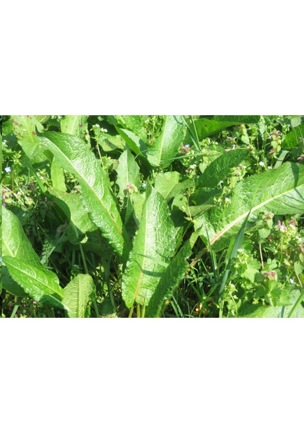 Labada Tohumu Fiyatları ve Özellikleri