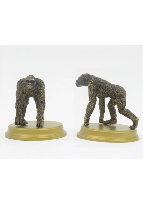 Ramapithecus Ramapithecus Australopithecus Homo Habilis Homo Erectus