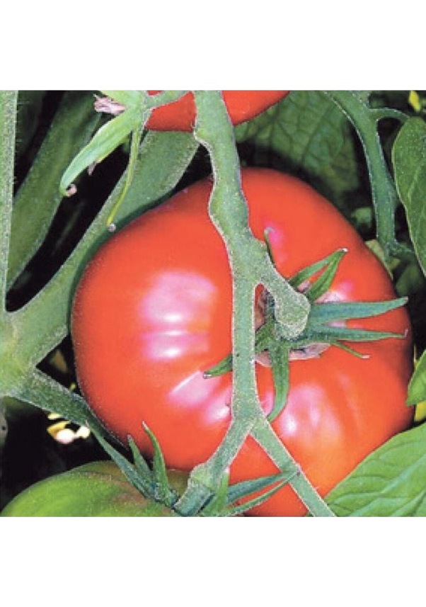 50 Adet Tohum Erkenci Iri Marmande Domates Tohumu Domates Tohumu Saksı ...