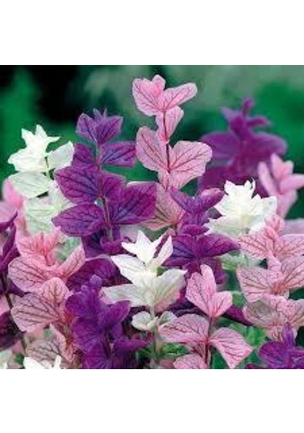 Tohıum Adaçayı Çiçeği Tohumu Mor Ada Çay Çiçek Tohumu 10 Adet Fiyatları ...