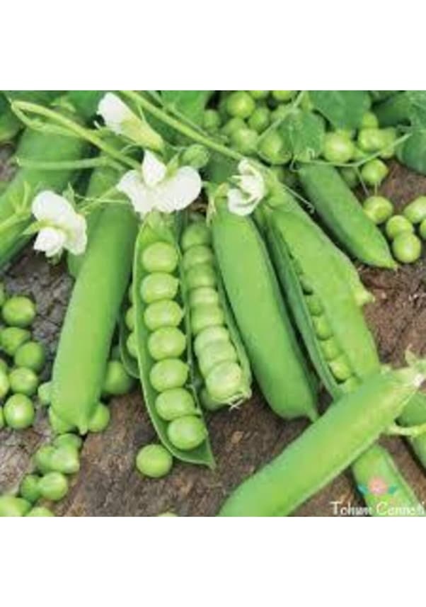 50 Adet Tohum Organik Geleneksel Bezelye Tohumu Sürpriz Hediye Sebze ...