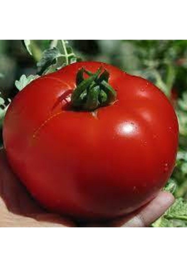 50 Adet Tohum Nadir Bulunan Kırmızı Falkon Falcon Yerli Iri Domates ...