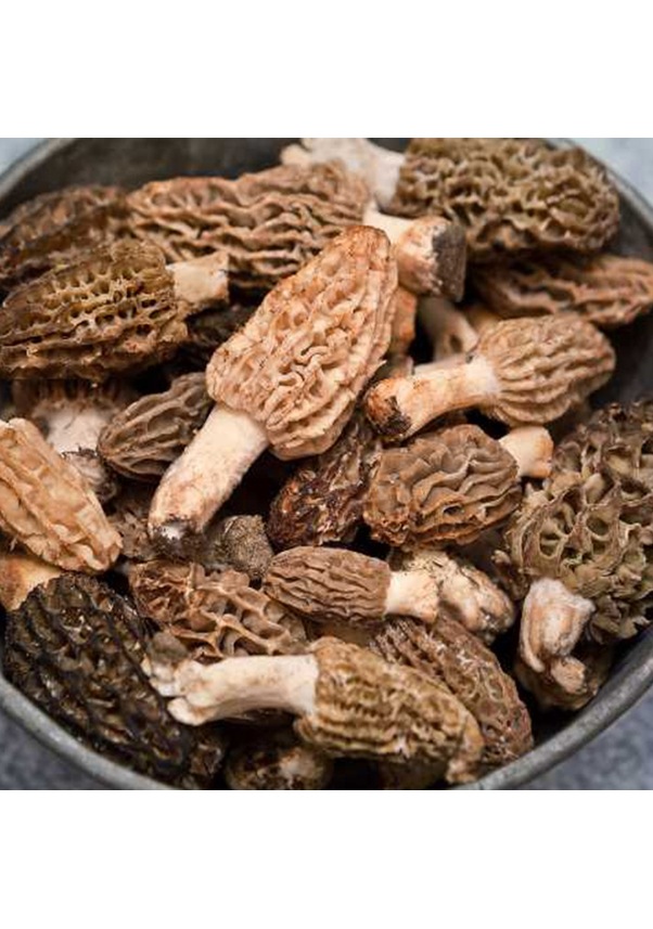 Kuzu Göbeği Mantarı Tohumu 300 Gr Fiyatları ve Özellikleri