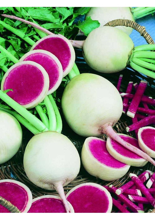 Doğal Çin Turpu 100 Ad Tohum Fiyatları ve Özellikleri