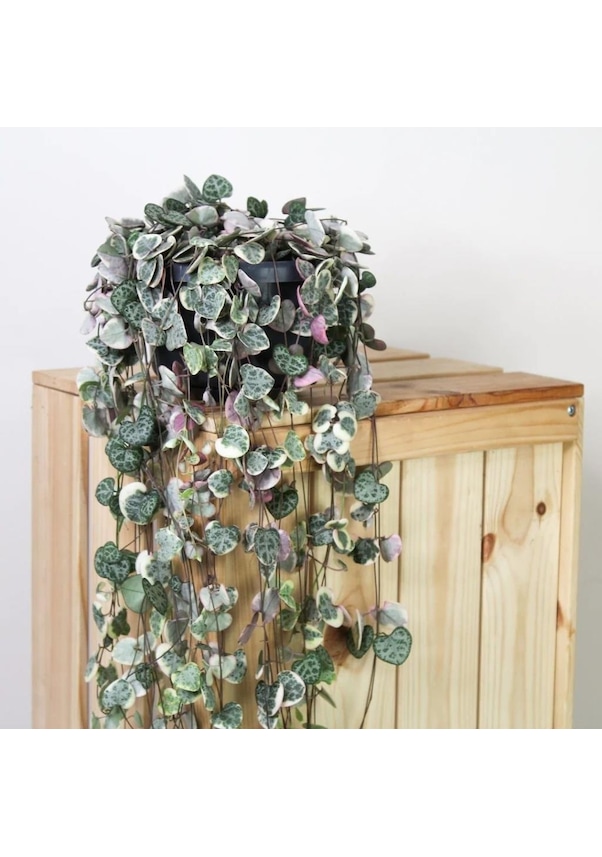 Kalp Kalbe Karşı Çiçeği Sukulent Yumrusu Ceropegia Woodii 2 Yumru ...