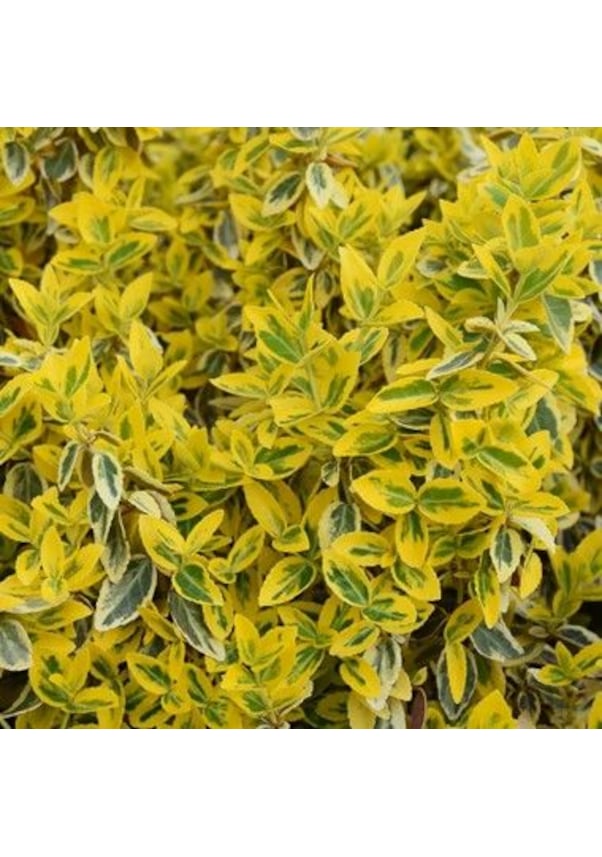 Gold Taflan Fidanı Euonymus Japonicus 'aureomarginatus' - 2 ...