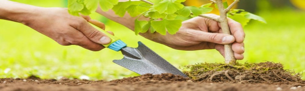 Tüplü Yöresel Bursa Yarma Şeftali Fidanı Fiyatları ve Özellikleri