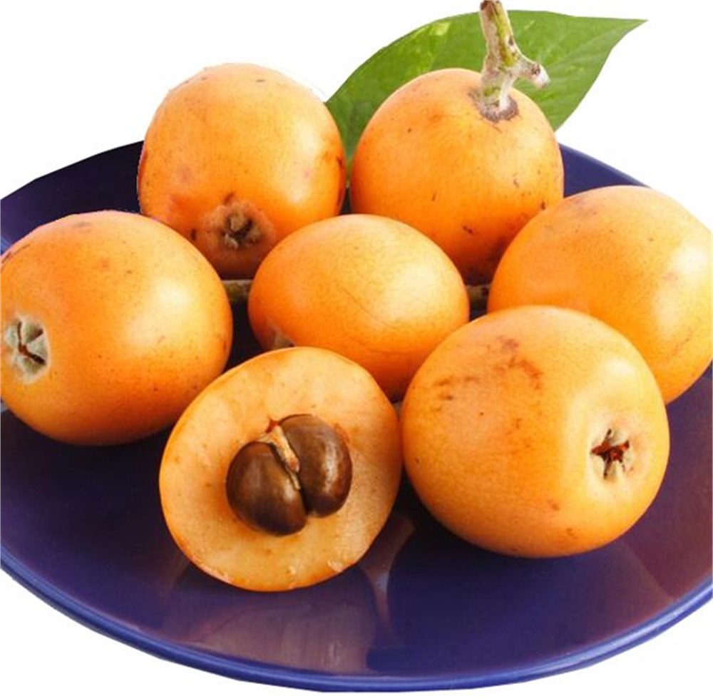 Yenidünya Malta Eriği Fidanı \ Tüplü \ 70-100 Cm Fiyatları ve Özellikleri