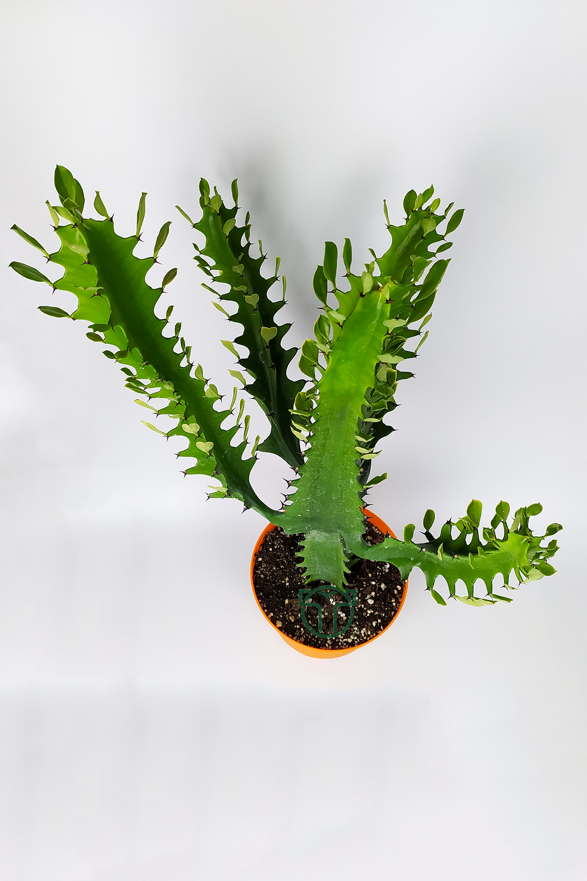 Süt Ağacı Kaktüsü Euphorbia Trigona Mint Cream 70 Cm Büyük Boy Ye ...